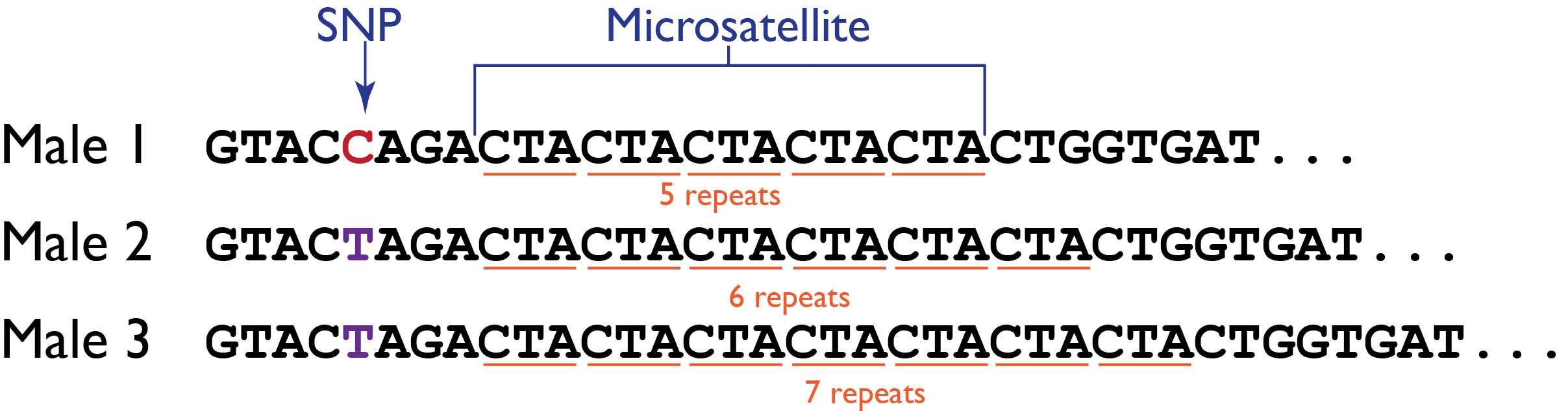 Modern Statistics for Modern Biology - 2 Statistical Modeling
