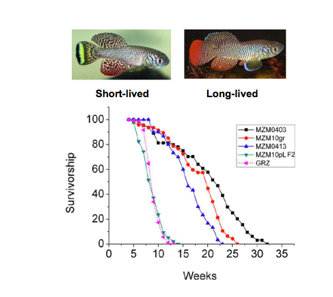 Brunet Lab: Molecular Mechanisms of Longevity and Age Related Diseases