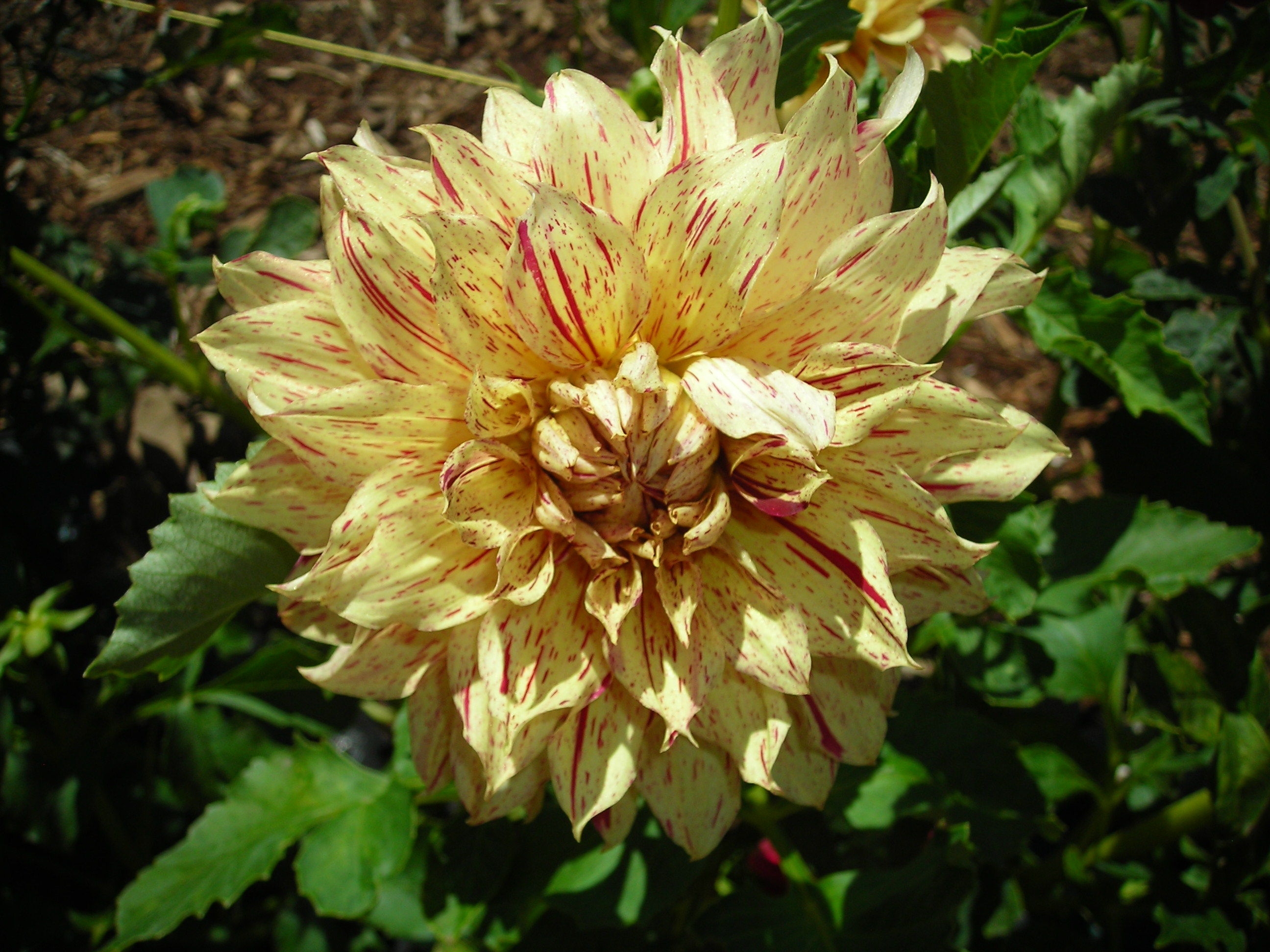Stanford Dahlia Project Dahlia 'Colorado Calico'