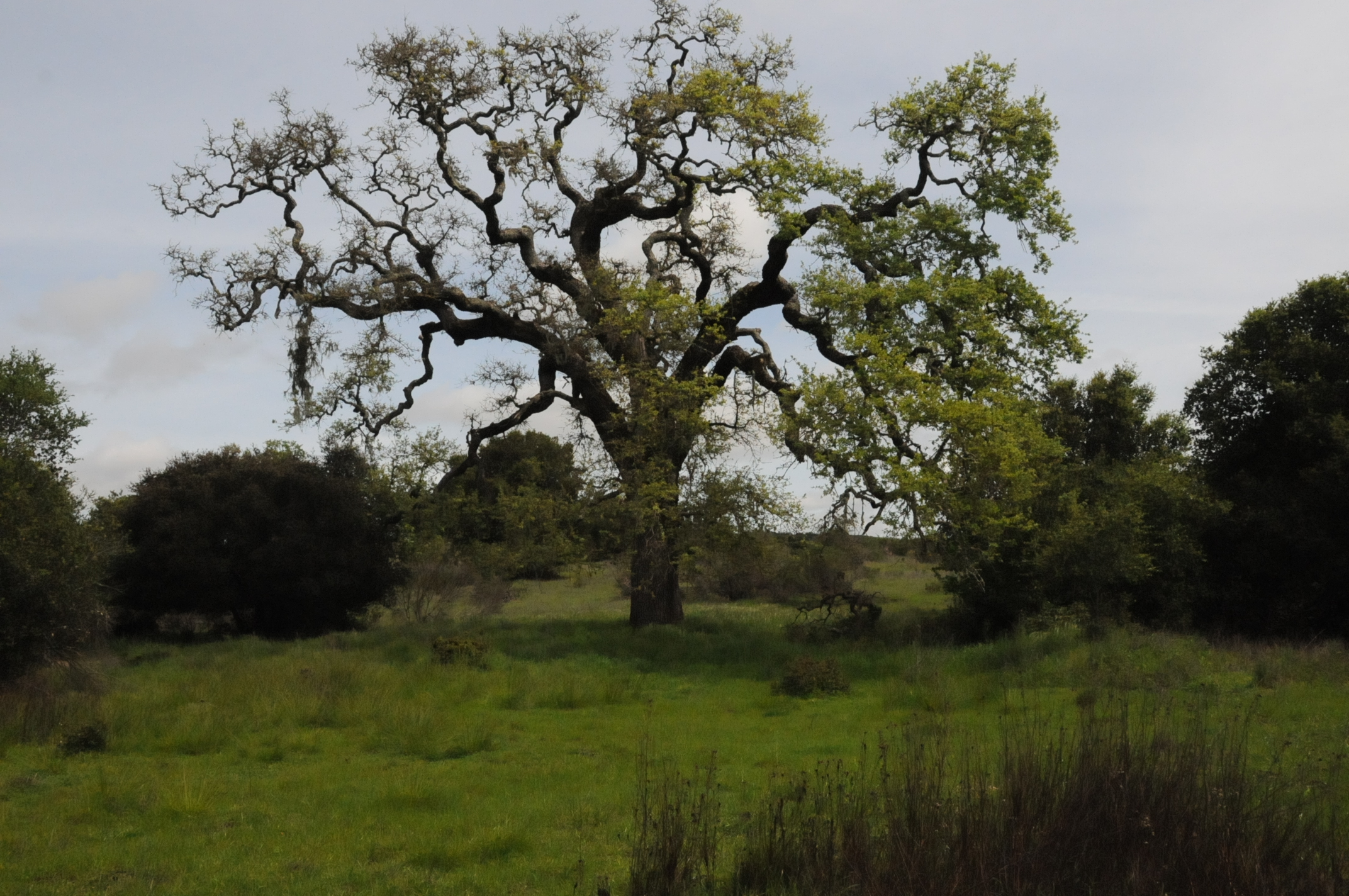 Oak Regeneration Project (BIOSTRESS) | Dirzo Lab - Stanford University