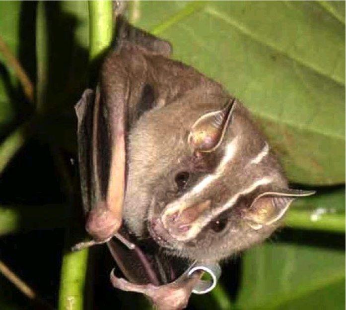 The effects of livestock and land use change on bat communities ...