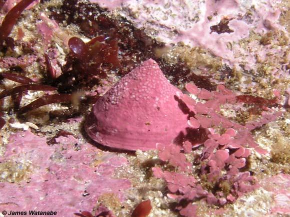 Limpets - cap-shaped snails | SEANET