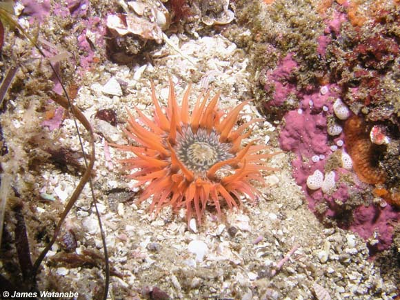 Class Anthozoa | SEANET