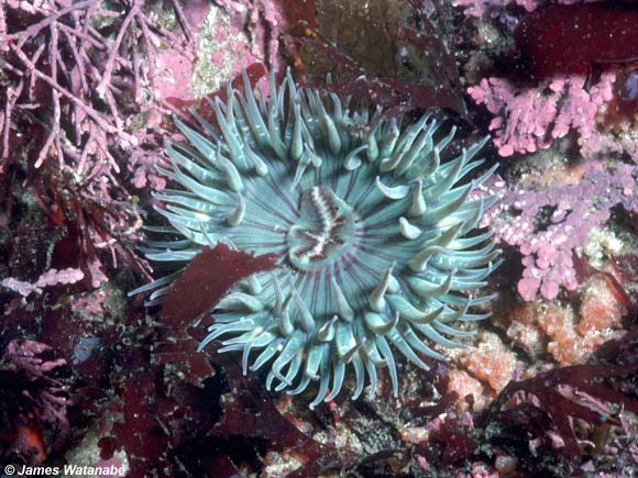 Class Anthozoa | SEANET