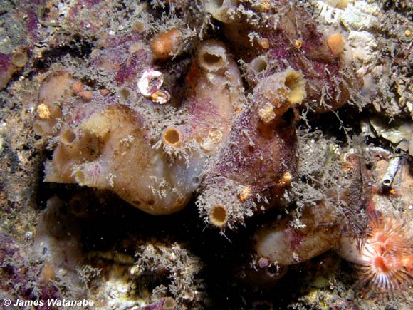 Phylum Chordata Ascidia