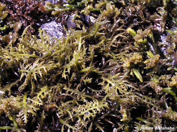 Rhodophyta - red seaweeds | SEANET