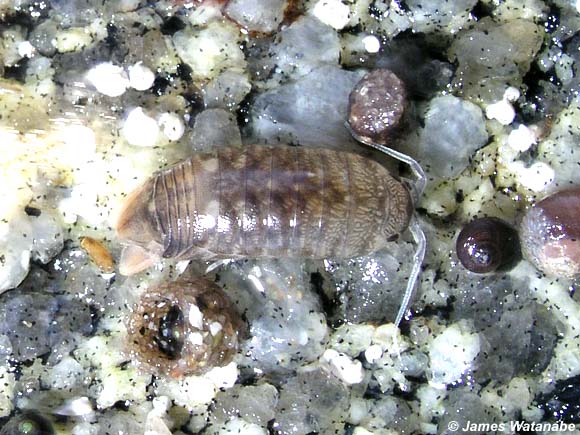 Crustaceans - crabs, shrimp, isopods, amphipods | SEANET