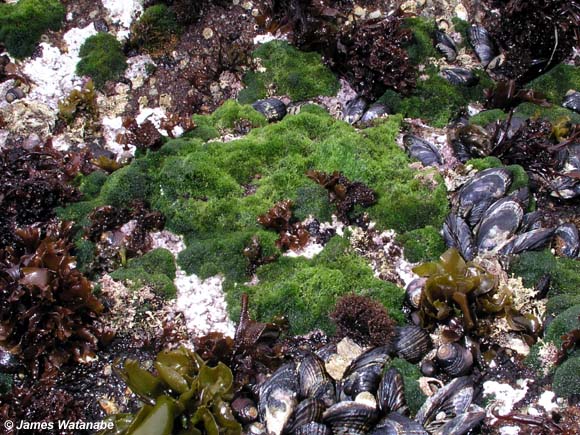 Chlorophyta - green algae | SEANET