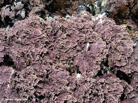 Rhodophyta - red seaweeds | SEANET