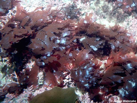 Phylum Rhodophyta | SEANET