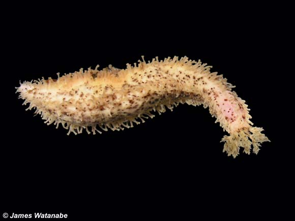 Class Holothuroidea | SEANET