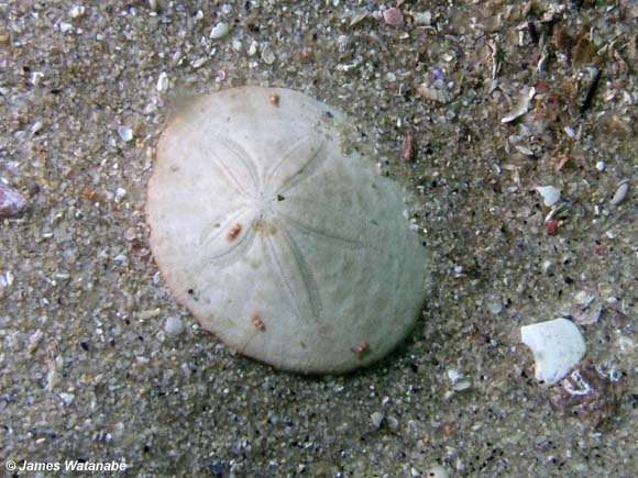 Class Echinoidea | SEANET