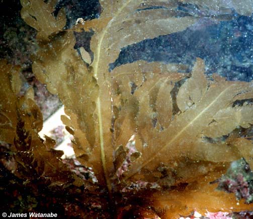 Phylum Ochrophyta | SEANET