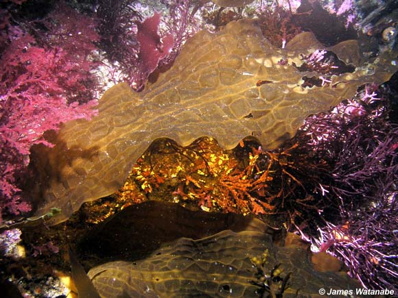 Phylum Ochrophyta | SEANET