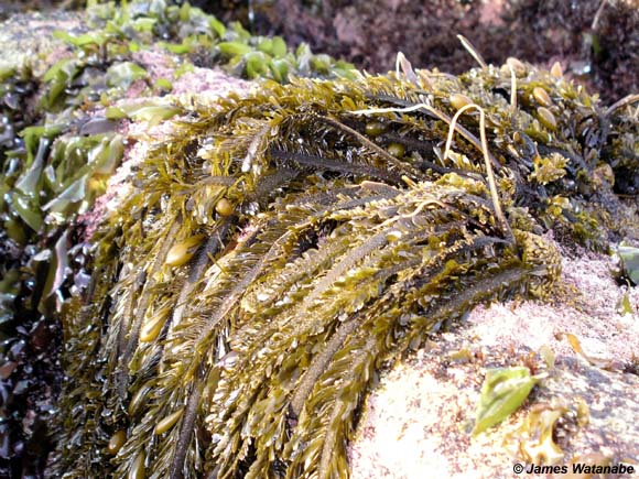 Phylum Ochrophyta | SEANET