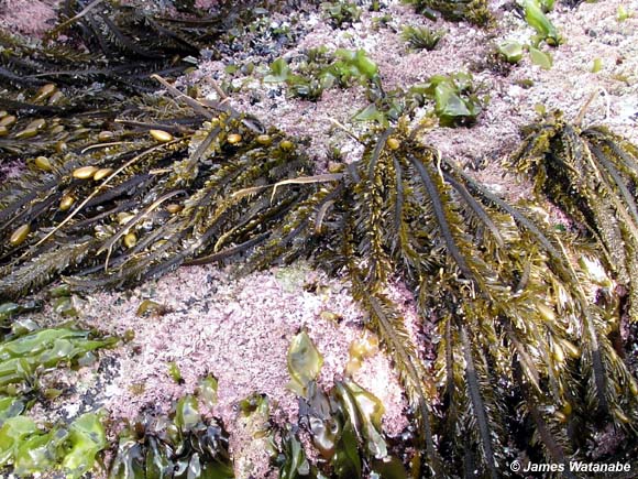 Ochrophyta, Phaeophyceae - brown seaweeds | SEANET