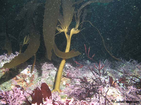 Phylum Ochrophyta | SEANET