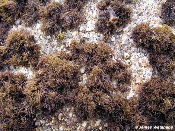 Rhodophyta - red seaweeds | SEANET