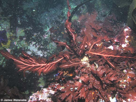 Phylum Rhodophyta | SEANET