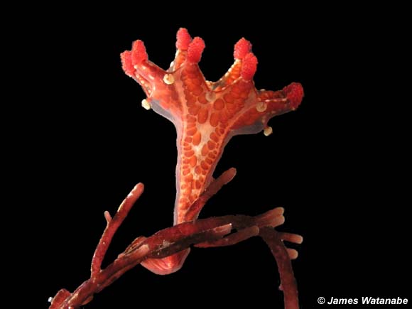 Class Staurozoa | SEANET