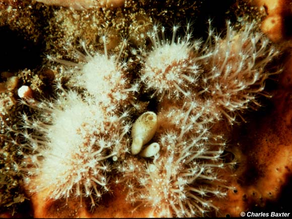 Class Hydrozoa | SEANET