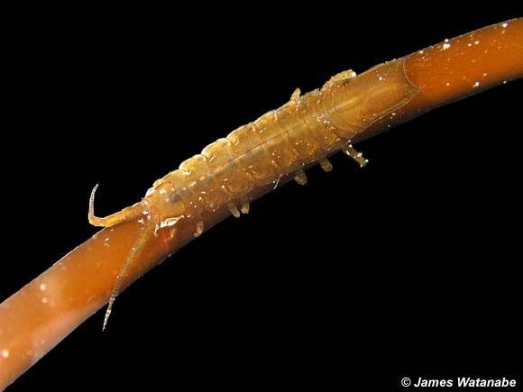 Subphylum Crustacea | SEANET