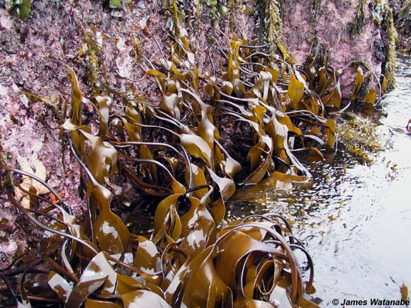 Ochrophyta, Phaeophyceae - brown seaweeds | SEANET