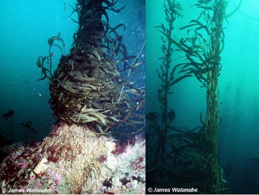 Phylum Ochrophyta | SEANET