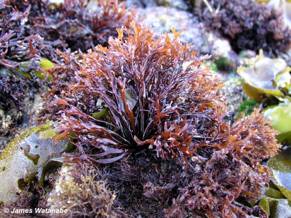 Rhodophyta - red seaweeds | SEANET