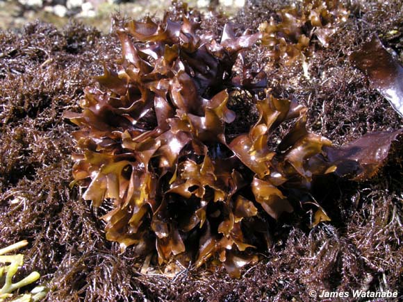 Rhodophyta - red seaweeds | SEANET