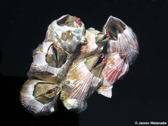 Subphylum Crustacea | SEANET