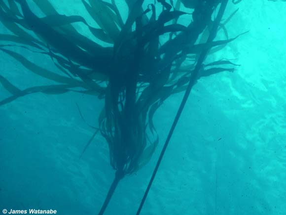Phylum Ochrophyta | SEANET