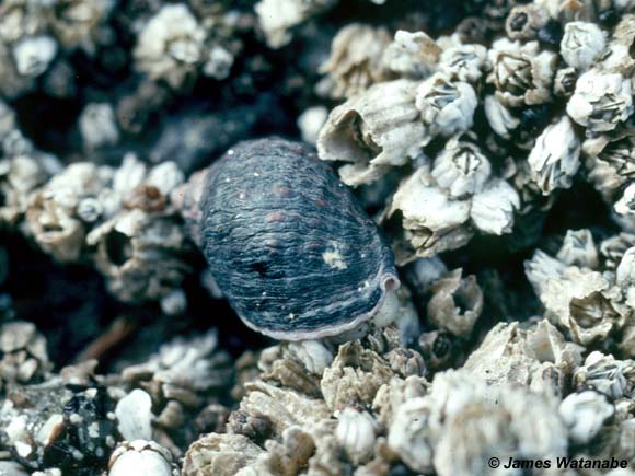 Molluscs - snails, nudibranchs, bivalves, chitons | SEANET
