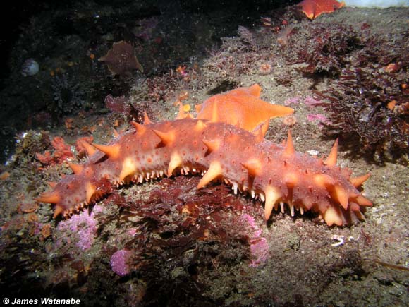 Class Holothuroidea | SEANET