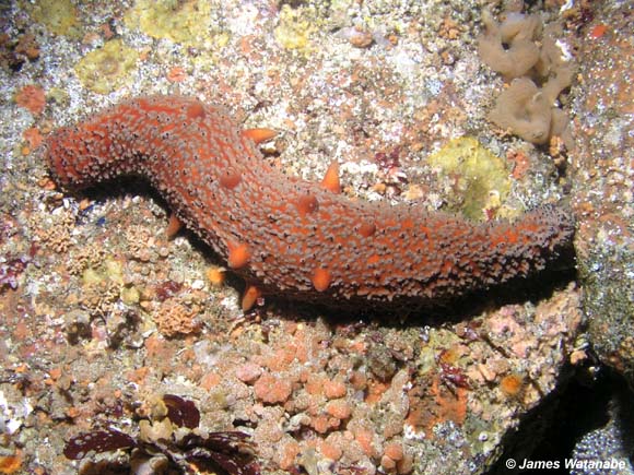 Class Holothuroidea | SEANET