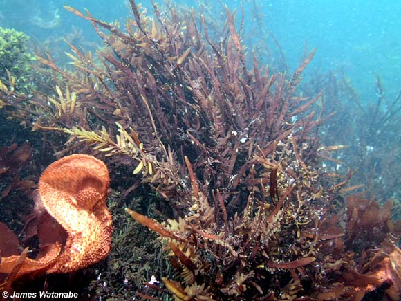 Prionitis lanceolata (Red seaweed)