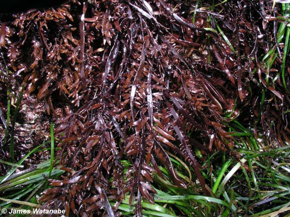Rhodophyta - red seaweeds | SEANET