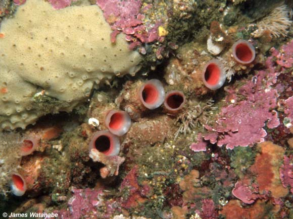 Subphylum Urochordata | SEANET