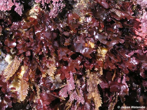Rhodophyta - red seaweeds | SEANET