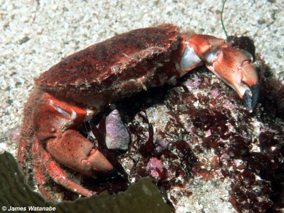 Subphylum Crustacea | SEANET