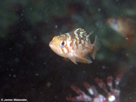 Phylum Chordata, Subphylum Vertebrata: Rockfishes & Greenling | SEANET