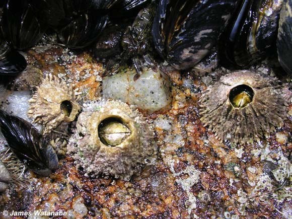 Barnacles - sessile crustaceans | SEANET