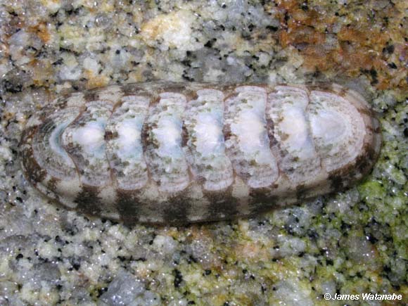Class Polyplacophora | SEANET