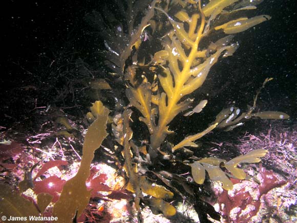 Phylum Ochrophyta | SEANET