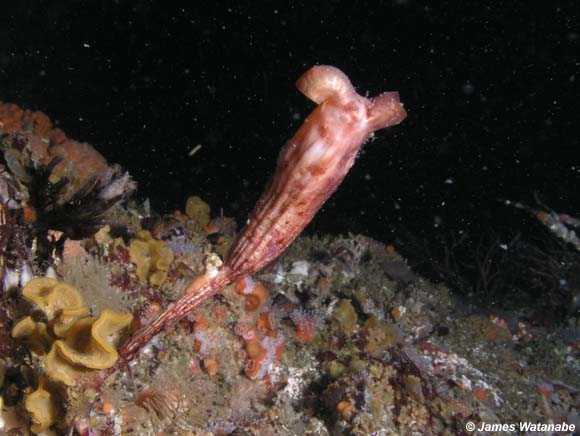 Subphylum Urochordata | SEANET