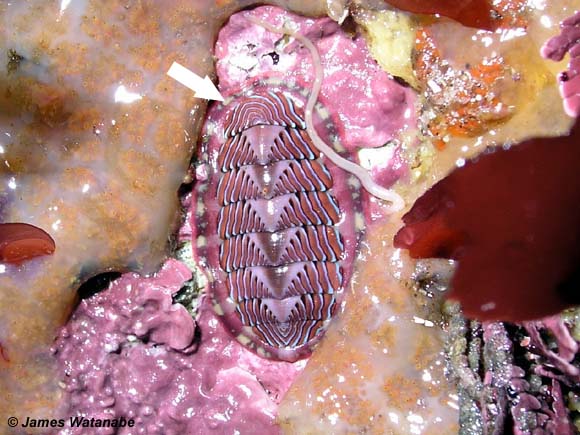 Class Polyplacophora | SEANET