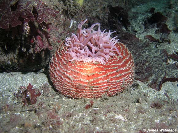 Class Anthozoa | SEANET