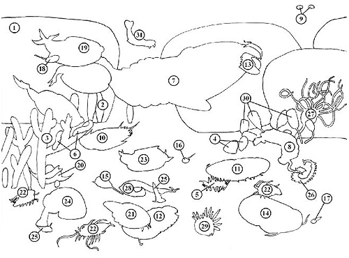 Why do most Land Animals have Four Legs? | by Alan S. | Fossils et al ...