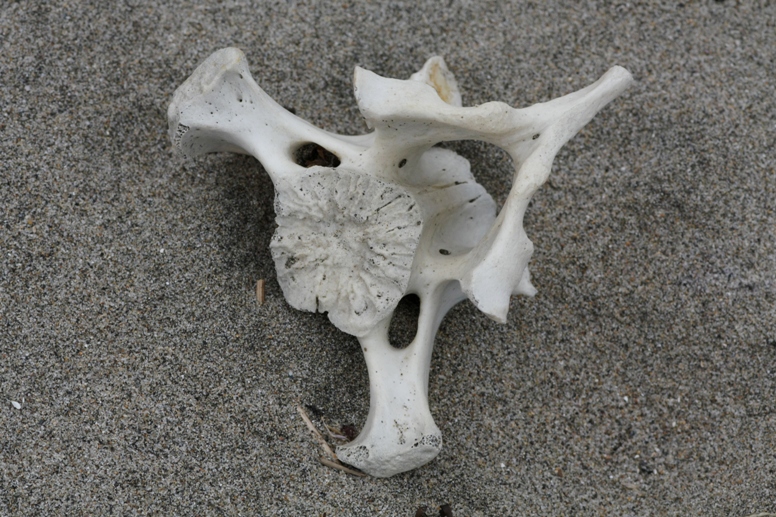 Bone fragment found on beach in northern Poland : whatisthisthing