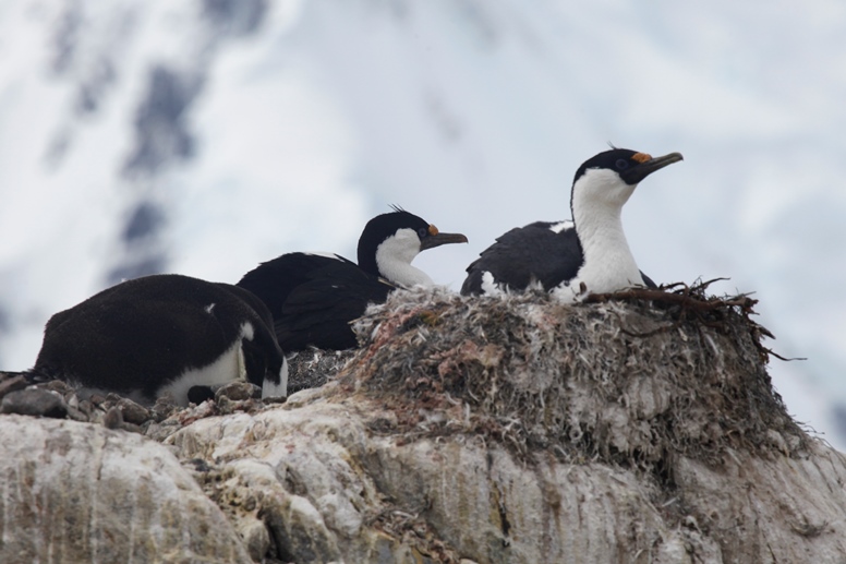 Cormorant